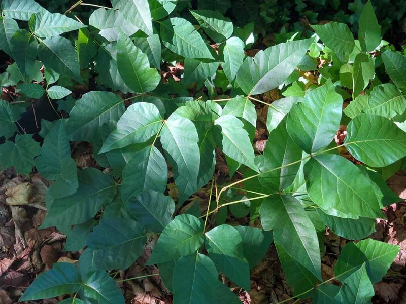 How to Remove Poison Ivy from Your Yard - HelpHouse.com Home Repairs ...